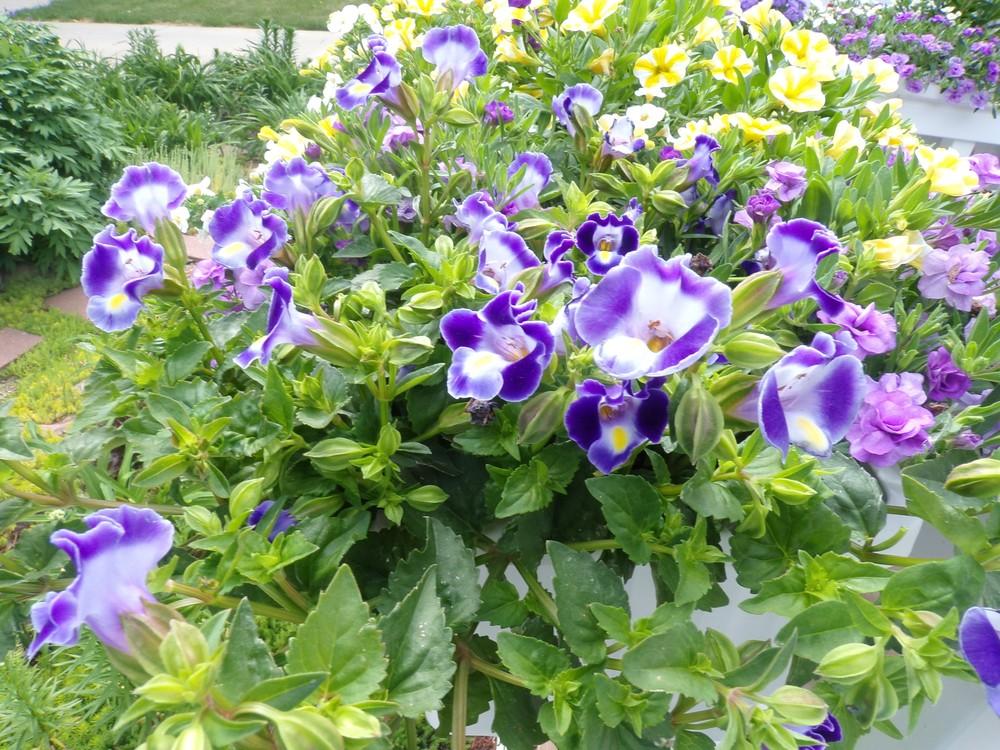 Wishbone Flower (Torenia Catalina® Midnight Blue) - Garden.org