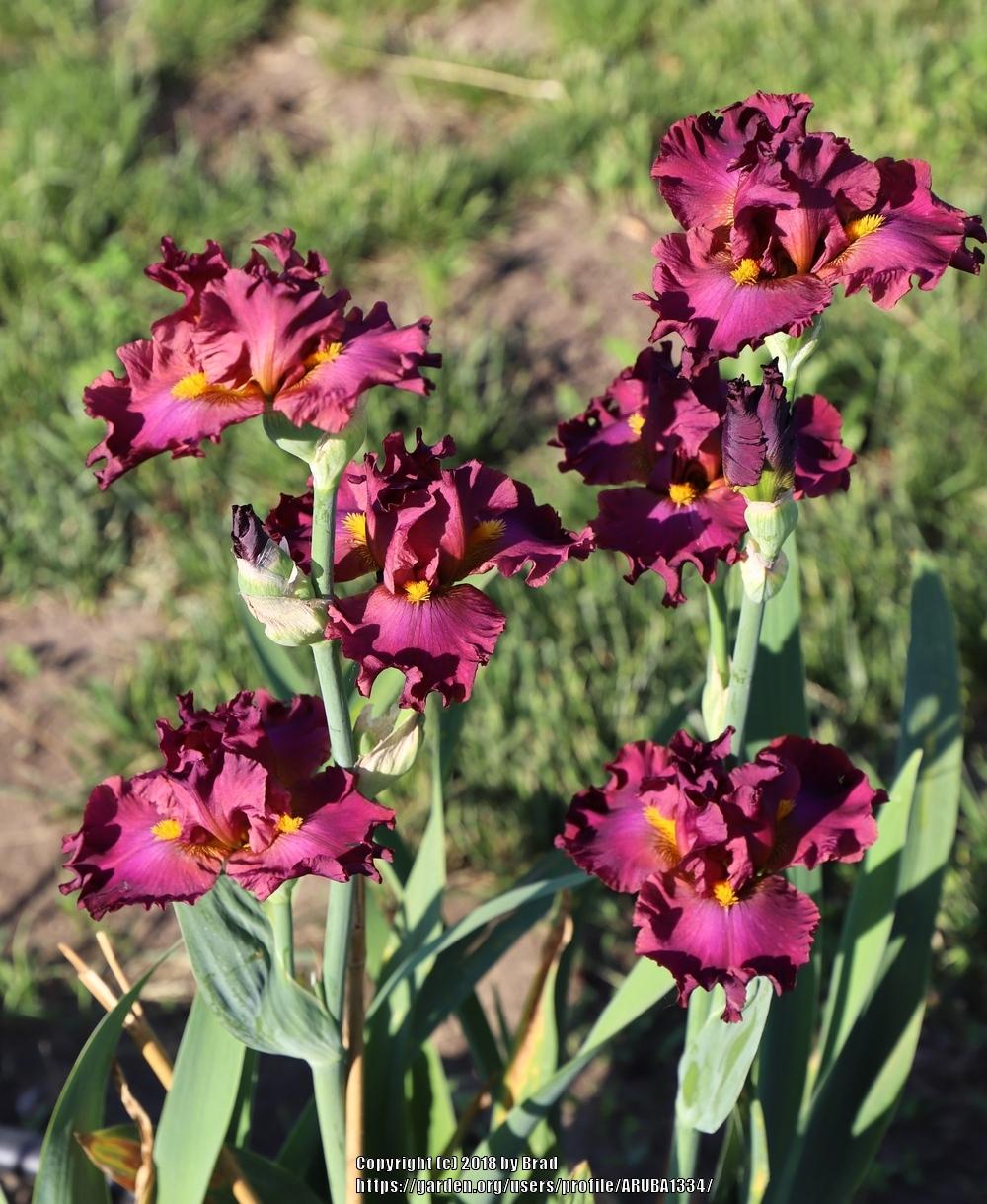 Photo of the bloom of Tall Bearded Iris (Iris 'Ruby Baby') posted by ...