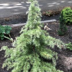 Deodar Cedar (Cedrus deodara 'Cream Puff') - Garden.org