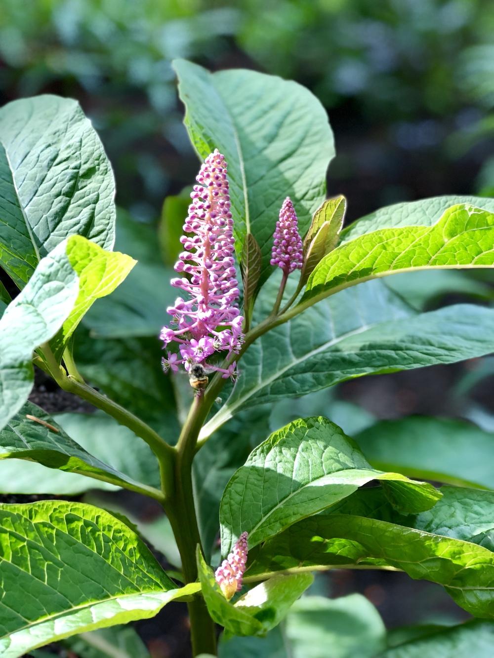 Photo of the bloom of Chinese Pokeweed (Phytolacca polyandra) posted by ...