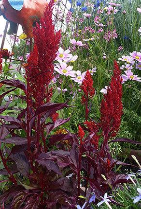 Celosia argentea Sunday™ Wine Red - Garden.org