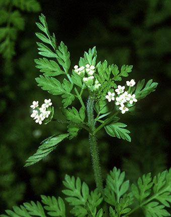 Photo of the bloom of Chervil (Anthriscus cerefolium) posted by Calif ...