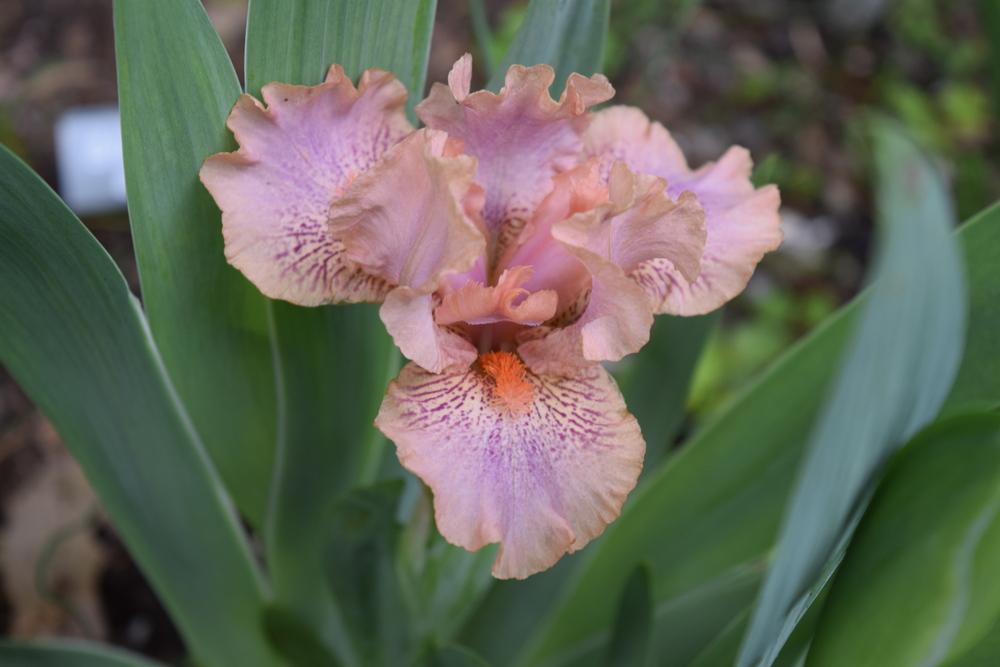 Standard Dwarf Bearded Iris (Iris 'Fruit Cup') in the Irises Database ...