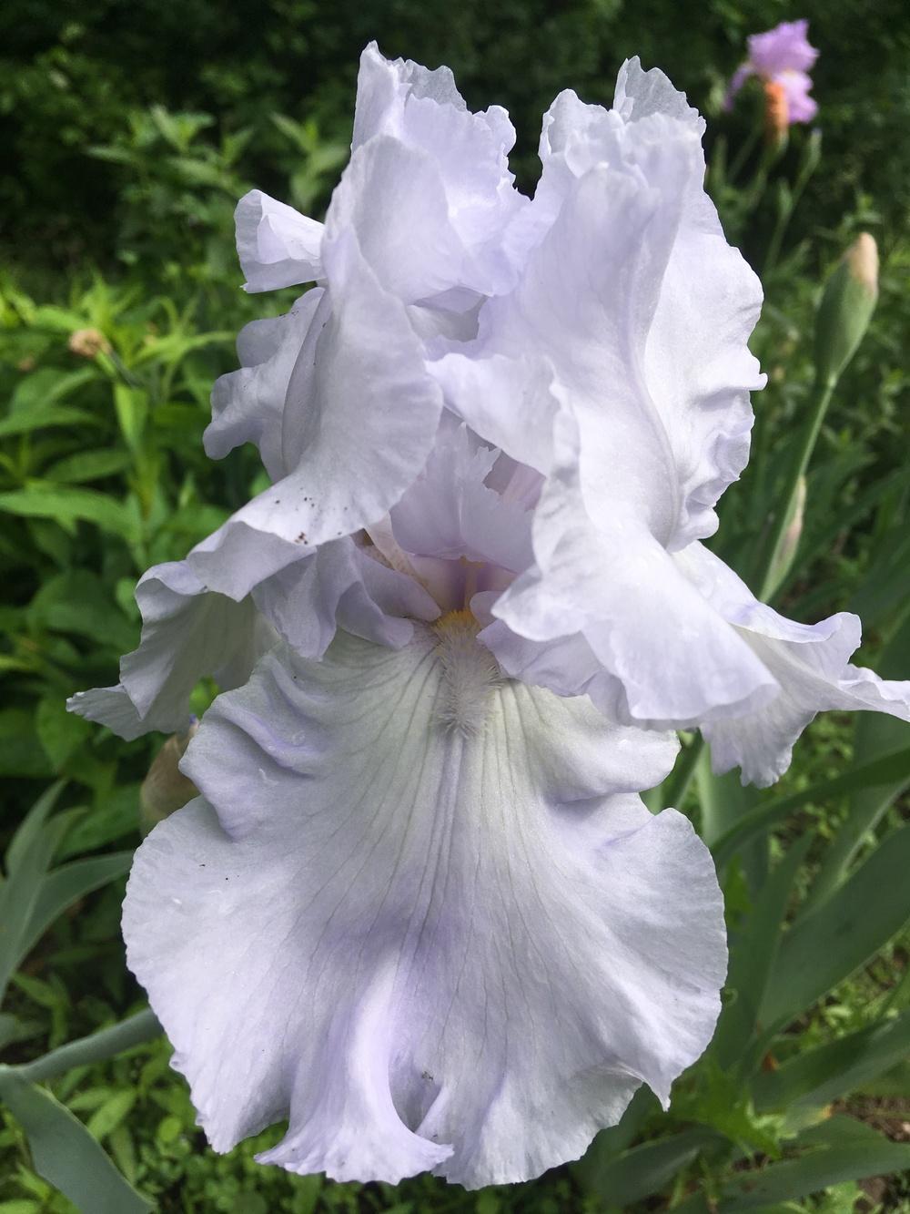 Tall Bearded Iris (Iris 'Crown Sterling') in the Irises Database ...