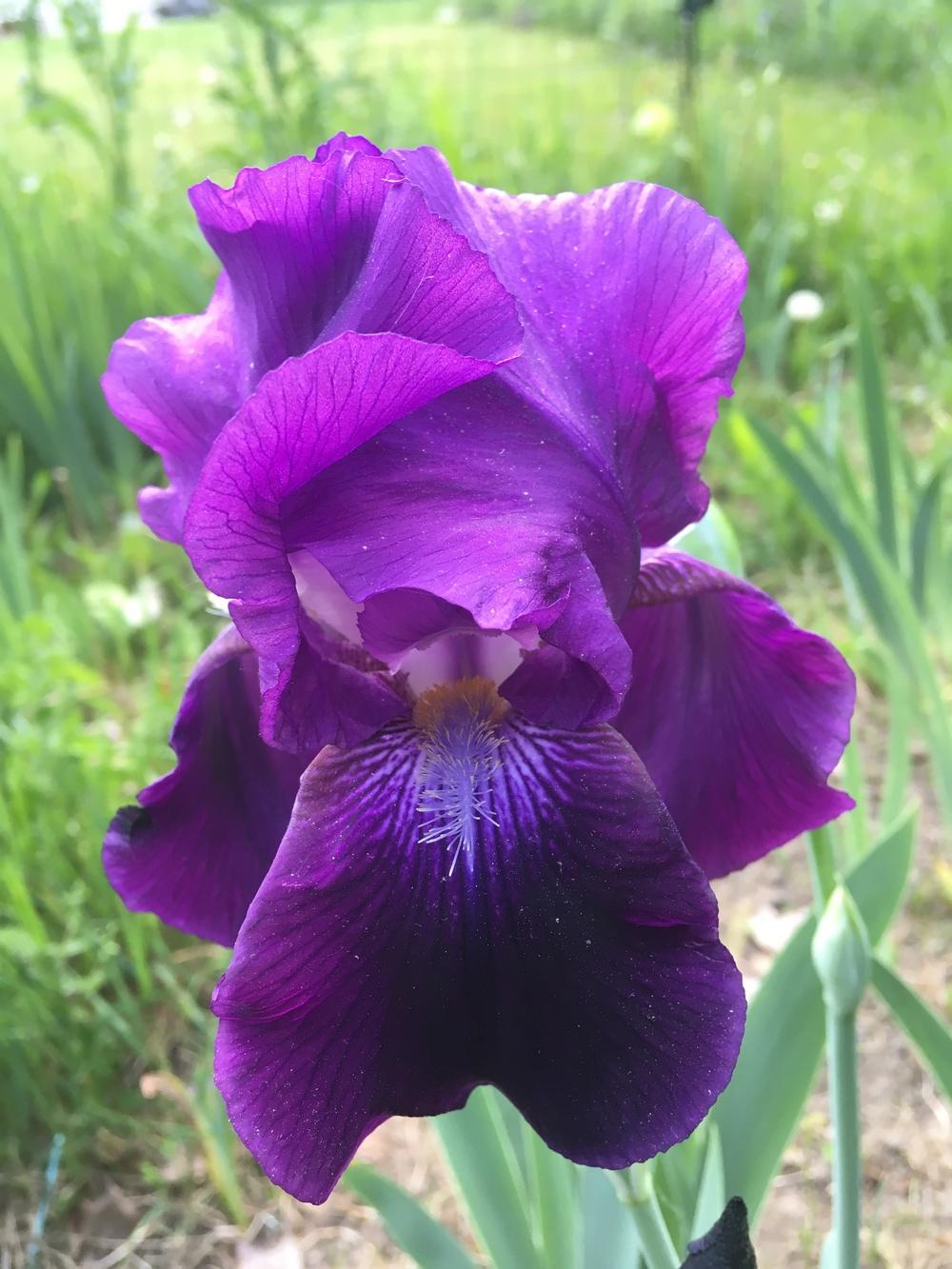 Photo of the bloom of Tall Bearded Iris (Iris 'Sable') posted by ...