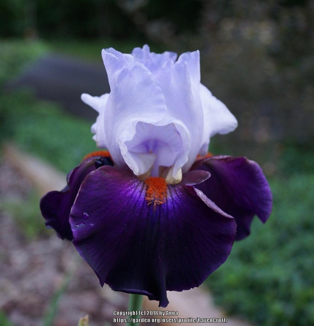Tall Bearded Iris (Iris 'Teamwork') in the Irises Database - Garden.org
