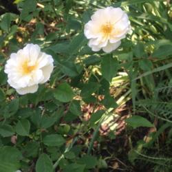 Photo of the bloom of Hybrid Musk Rose (Rosa 'Danae') posted by ...