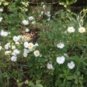 Photo of the bloom of Rose (Rosa 'Danae') posted by goldfinch4 - Garden.org
