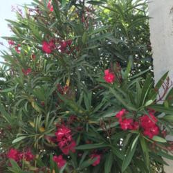 Photo of the entire plant of Oleander (Nerium oleander 'Red Cardinal ...