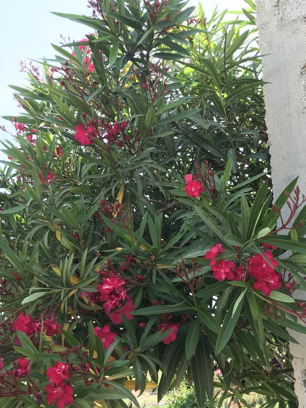 Oleanders: Plant Care and Collection of Varieties - Garden.org