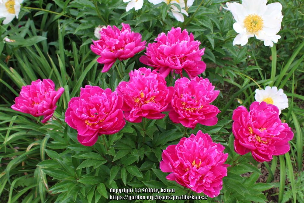 Peony Blooms 2018 in the Peonies forum - Garden.org