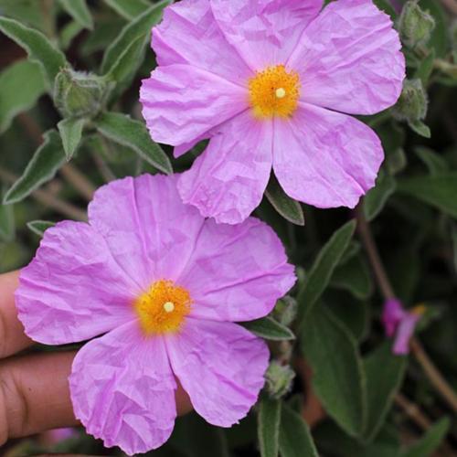 Rock Rose (Cistus 'Santa Cruz') in the Rockroses Database - Garden.org