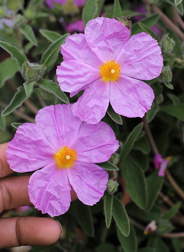 Rock Rose (Cistus 'Santa Cruz') in the Rockroses Database - Garden.org