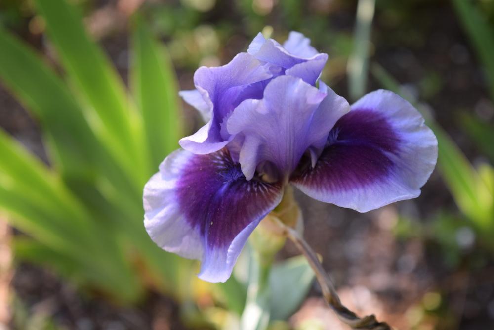 Standard Dwarf Bearded Iris (Iris 'Lucky Bonnet') in the Irises ...