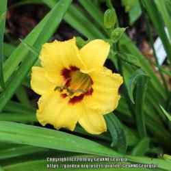 Daylily (Hemerocallis 'Siloam June Bug') in the Daylilies Database ...