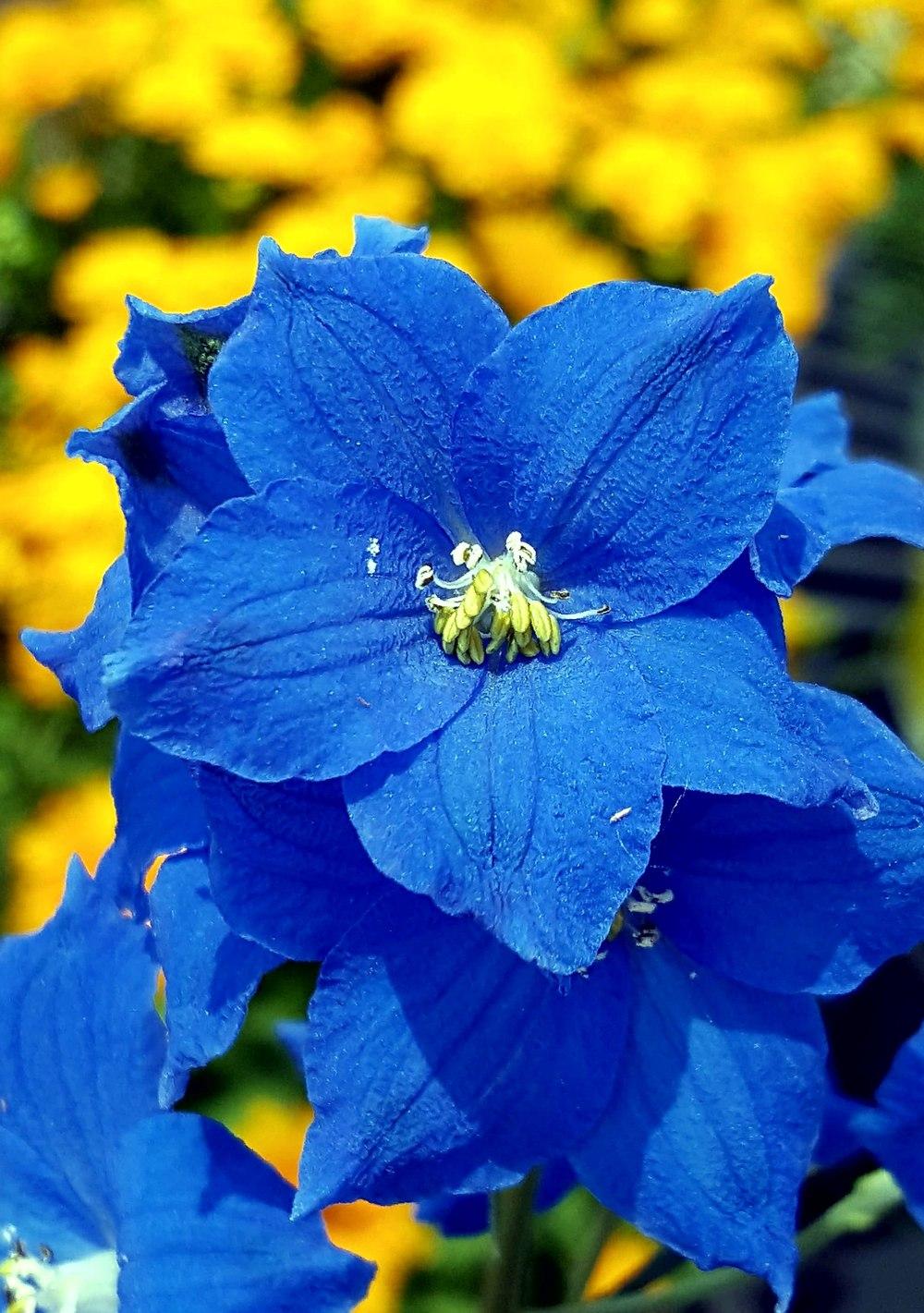 Delphiniums: Plant Care and Collection of Varieties - Garden.org