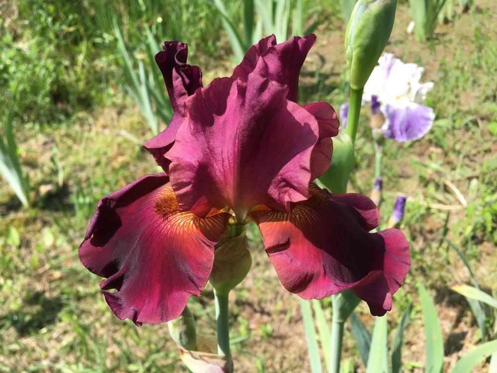 Photo of the bloom of Tall Bearded Iris (Iris 'Rip City') posted by Lbsmitty - Garden.org