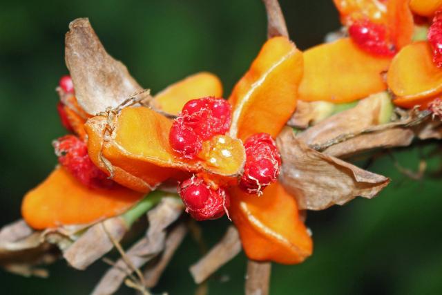 Ginger Lilies: Plant Care and Collection of Varieties - Garden.org