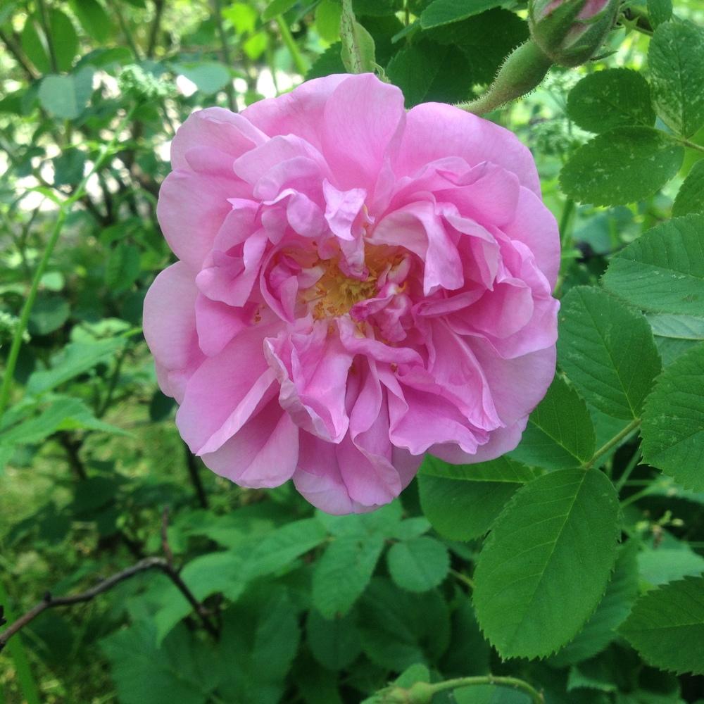 Rose (Rosa 'Elegant Gallica') in the Roses Database - Garden.org