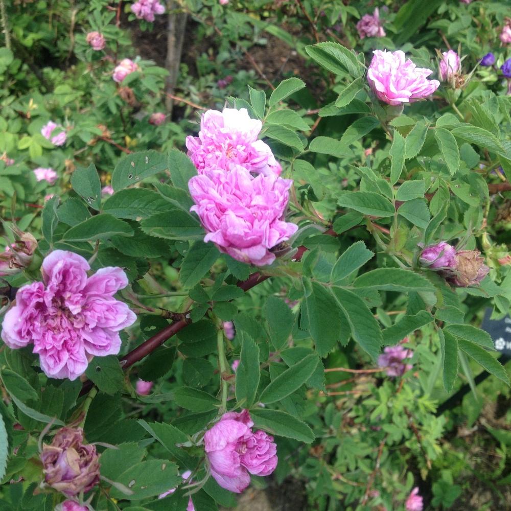 Photo of the entire plant of Rose (Rosa majalis) posted by csandt ...