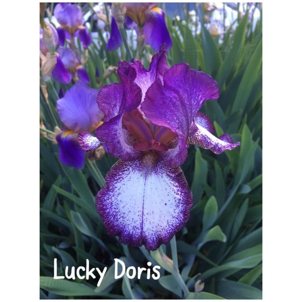 Tall Bearded Iris (Iris 'Lucky Doris') in the Irises Database - Garden.org