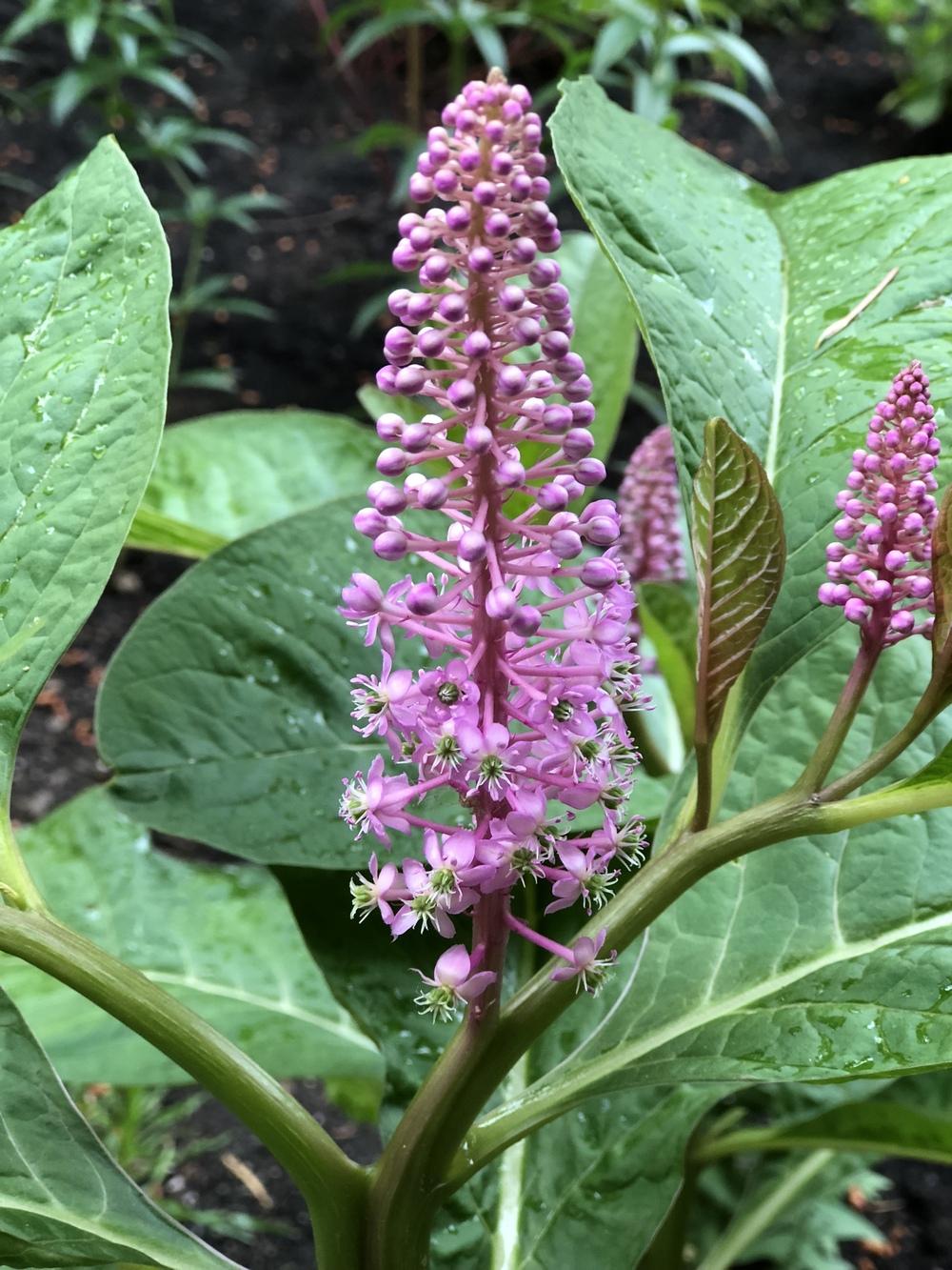 Photo of the bloom of Chinese Pokeweed (Phytolacca polyandra) posted by ...