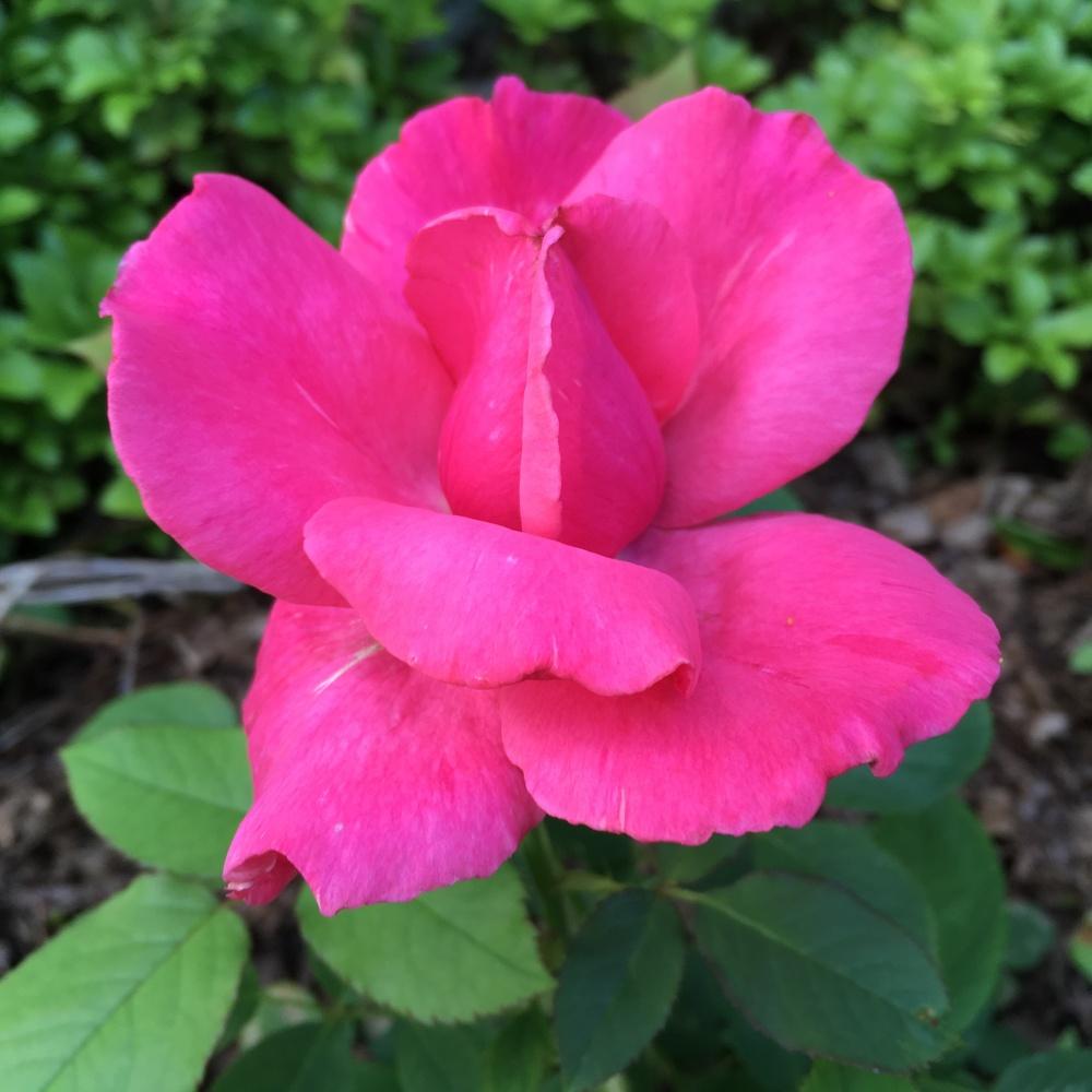 Rose (Rosa 'Electron') in the Roses Database - Garden.org