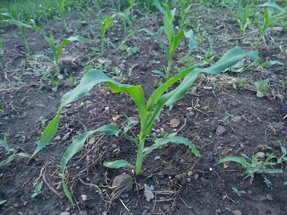 Sweet Corn (Zea mays subsp. mays 'Early Golden Bantam') in the Corn ...