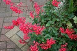 london pride plant in the Ask a Question forum - Garden.org