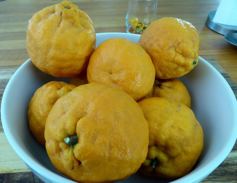 Citrus reticulata 'Pixie' in the Citrus Fruits Database - Garden.org