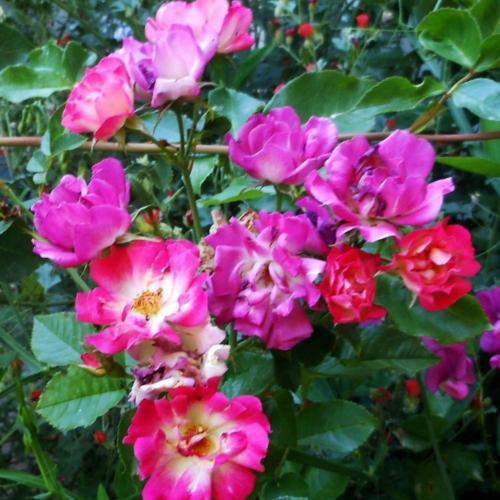 Rose (Rosa 'Cupid's Kisses') in the Roses Database - Garden.org