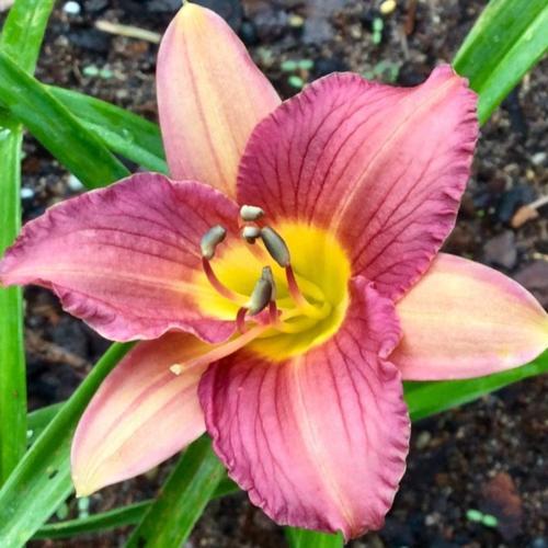 Daylily (Hemerocallis 'Razzmatazz') in the Daylilies Database - Garden.org
