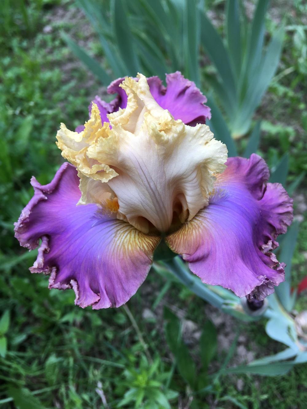 Tall Bearded Iris (Iris 'Looking Smart') in the Irises Database ...