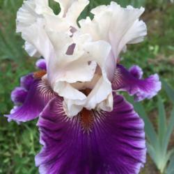 Tall Bearded Iris (Iris 'Astrobubbles') in the Irises Database - Garden.org