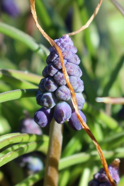 Grape Hyacinth (Muscari atlanticum) in the Grape Hyacinths Database ...
