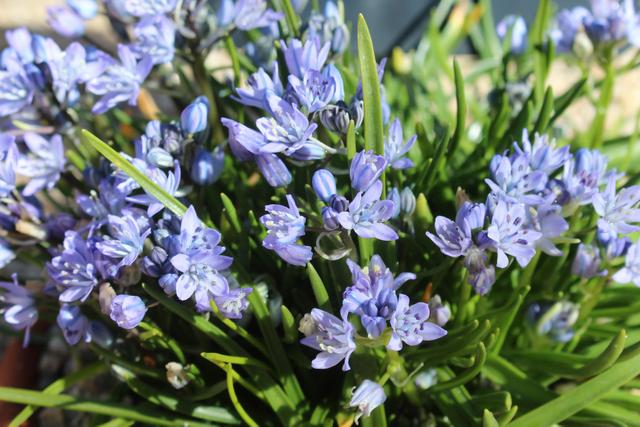 Spring Squill (Scilla verna) - Garden.org