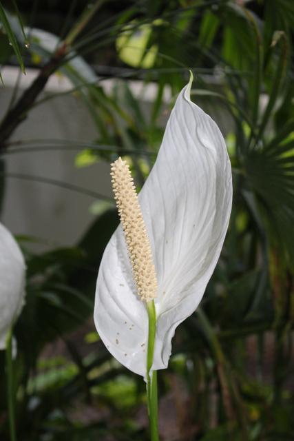 Peace Lilies: Plant Care and Collection of Varieties - Garden.org