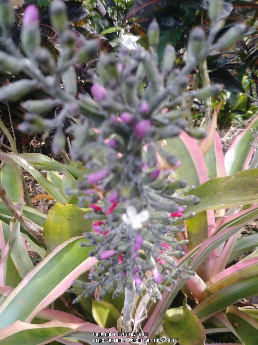 Photo of the bloom of Bromeliad (Aechmea lueddemanniana 'Mend') posted ...