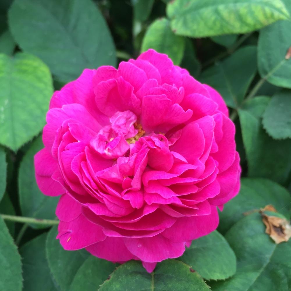 Photo of the bloom of Portland Rose (Rosa 'Rose de Rescht') posted by ...