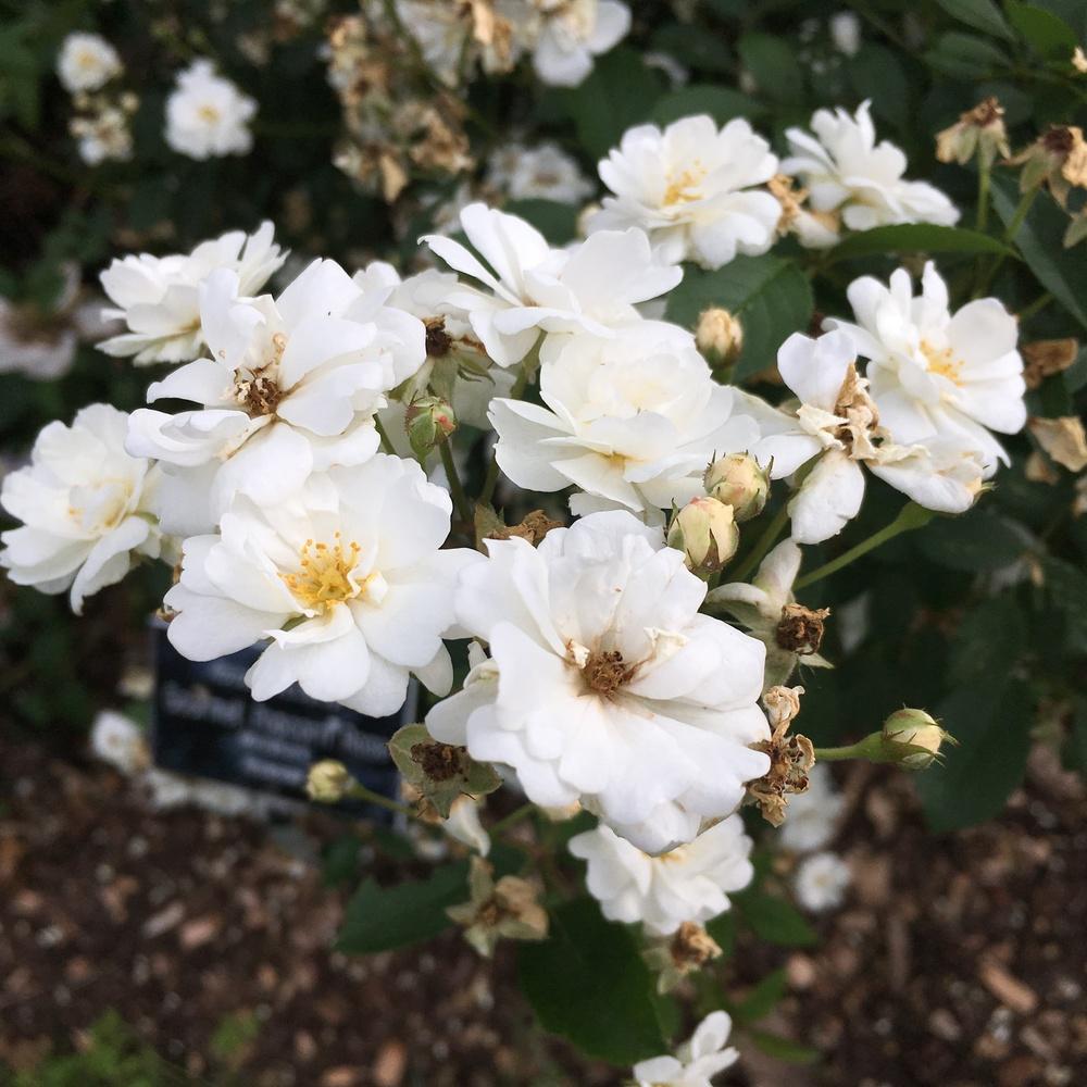 Photo of the bloom of Rose (Rosa 'Gourmet Popcorn') posted by csandt ...