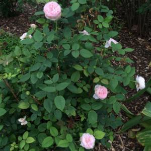 Rose (Rosa 'St. Cecilia') in the Roses Database - Garden.org