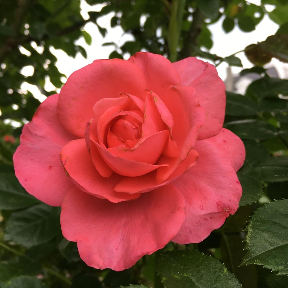 Rose (Rosa 'Rosanna') in the Roses Database - Garden.org