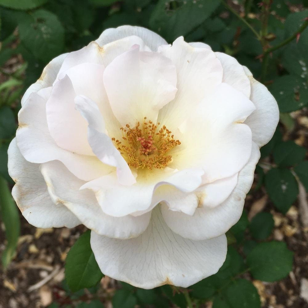 Rose (Rosa 'Marie-Luise Marjan') in the Roses Database - Garden.org