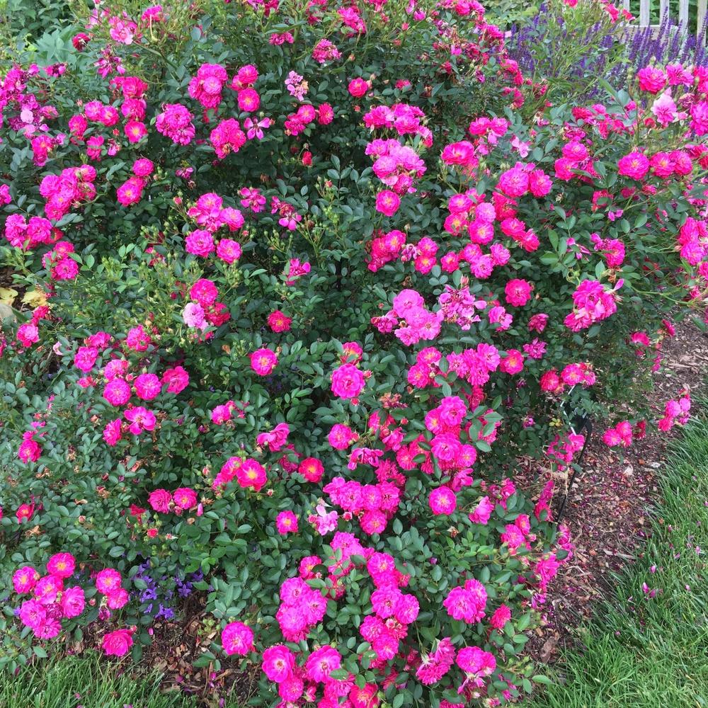 Photo of the entire plant of Rose (Rosa 'Purple Rain') posted by csandt ...