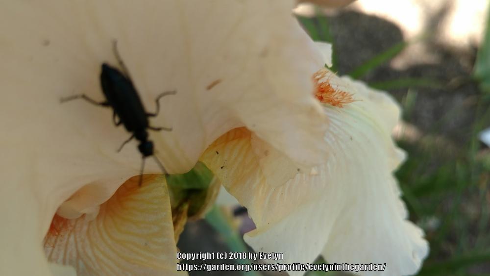 What are these bugs in my iris blossoms? in the Irises forum - Garden.org