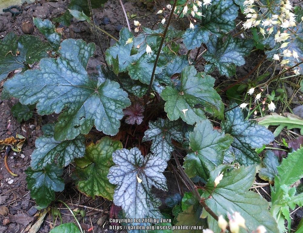 Coral Bells: Plant Care and Collection of Varieties - Garden.org