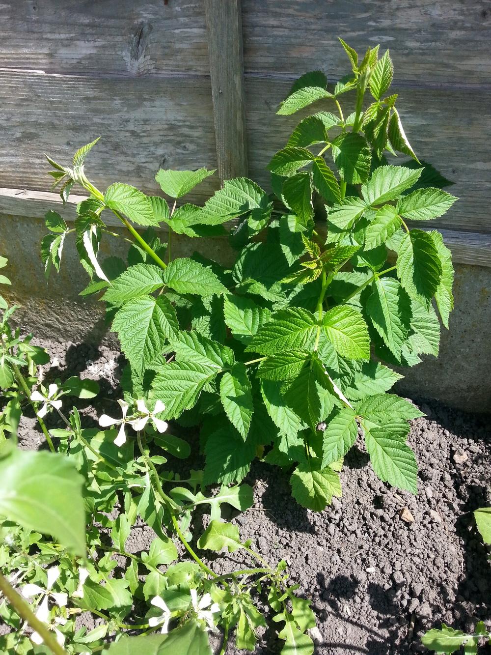 Identify this shrub - raspberry type of leaves. in the Plant ID forum ...