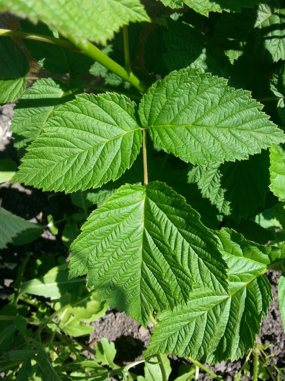 Identify this shrub - raspberry type of leaves. in the Plant ID forum ...