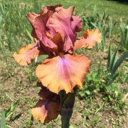 Tall Bearded Iris (Iris 'Bronze Warrior') in the Irises Database - Garden.org