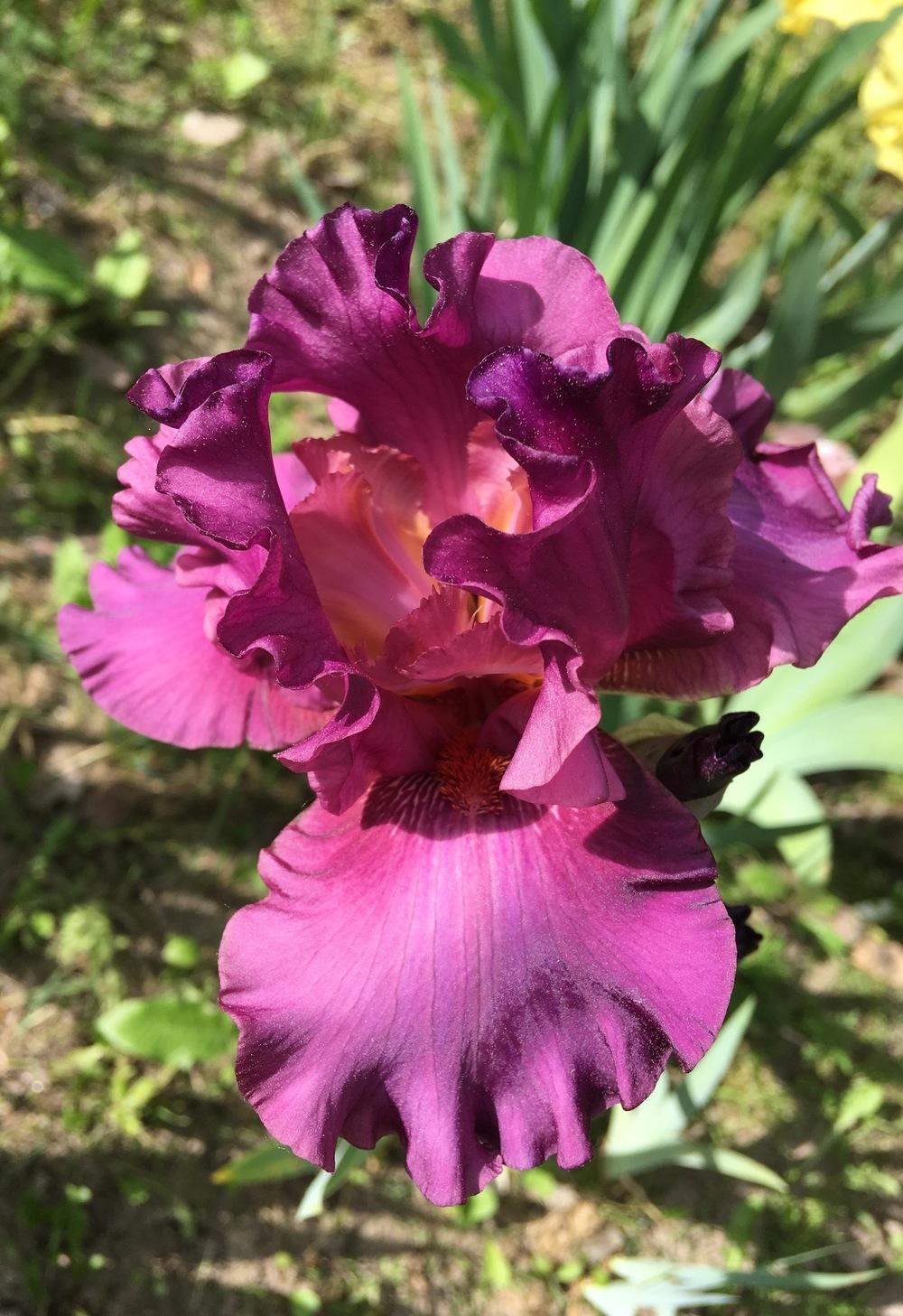Tall Bearded Iris (Iris 'Aplomb') in the Irises Database - Garden.org